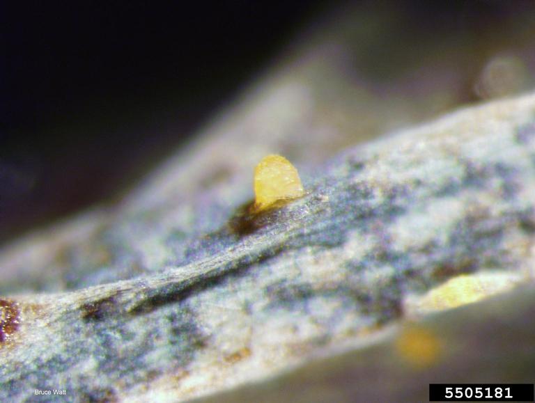 anthracnose (Genus Colletotrichum)