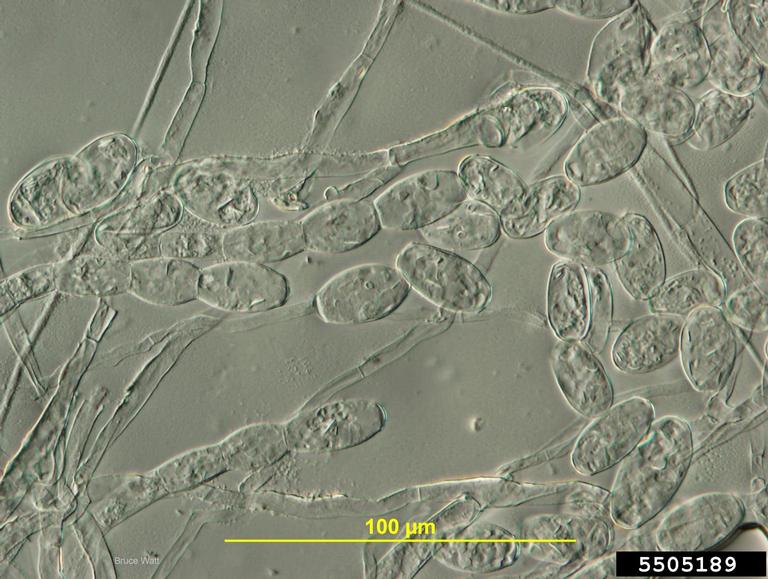 powdery mildew (Genus Podosphaera)
