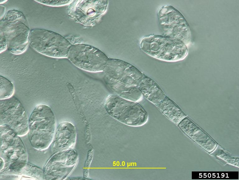 powdery mildew (Genus Podosphaera)