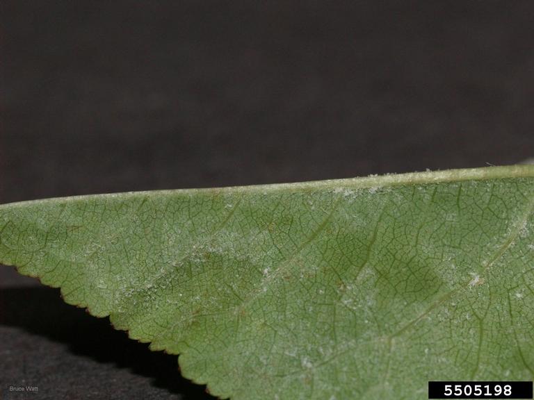 powdery mildew (Genus Podosphaera Kunze)