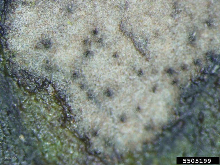 Cercospora fungi (Genus Cercospora)