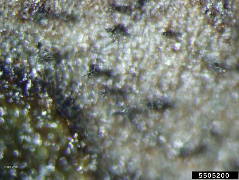 Cercospora fungi (Genus Cercospora)