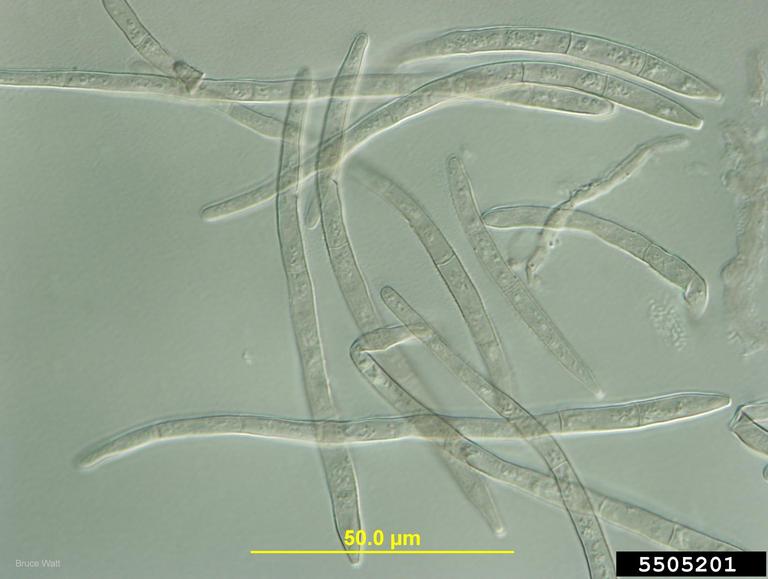 Cercospora fungi (Genus Cercospora)