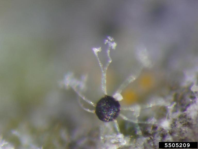 powdery mildew (Genus Erysiphe)