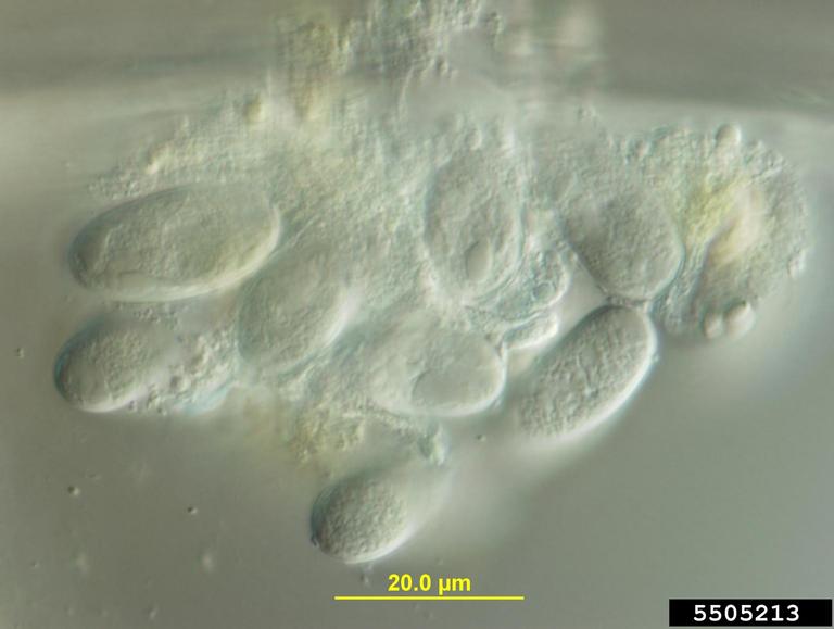 powdery mildew (Genus Erysiphe R. Hedw. ex DC.)