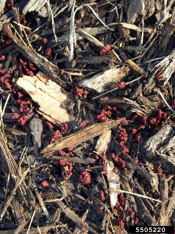 slime mold (Genus Stemonitis)