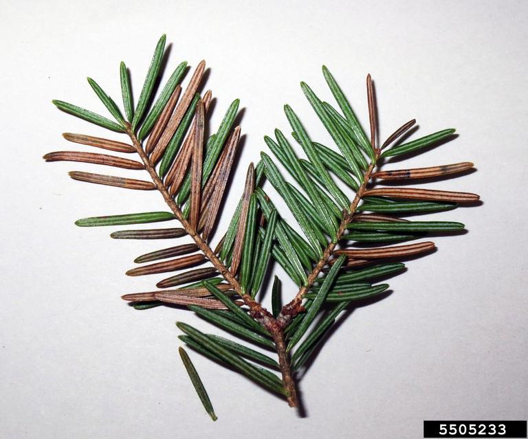 fir needle cast (Genus Isthmiella)