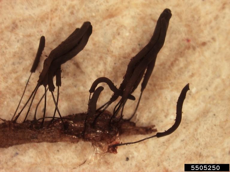 slime mold (Stemonitis spp. ) on woody debris - 5505250