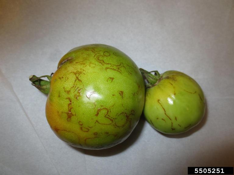 tomato spotted wilt virus (TSWV) (Tospovirus Tomato spotted wilt virus)