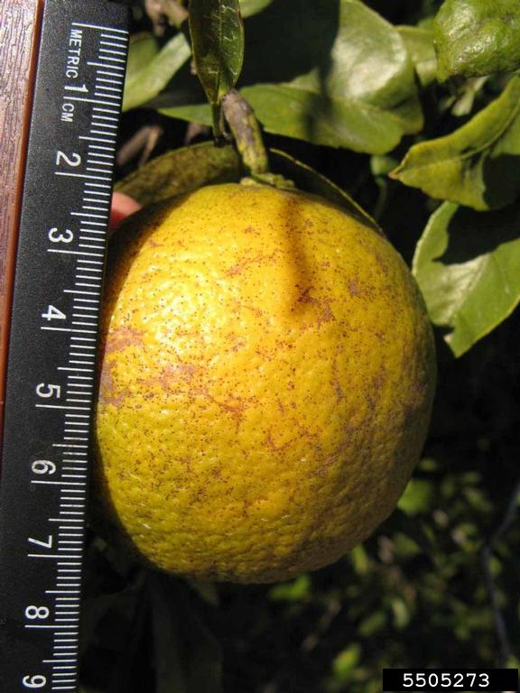 Aber’s (Citrus x aurantium cv. Aber’s L.)