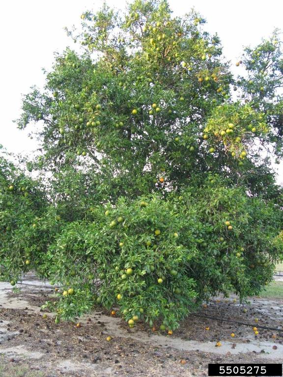 Aber’s (Citrus x aurantium cv. Aber’s)