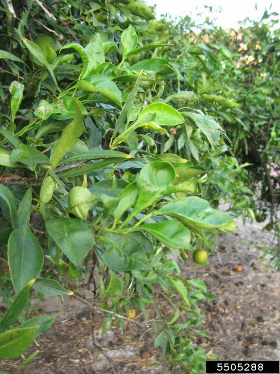 Aber’s (Citrus x aurantium cv. Aber’s)