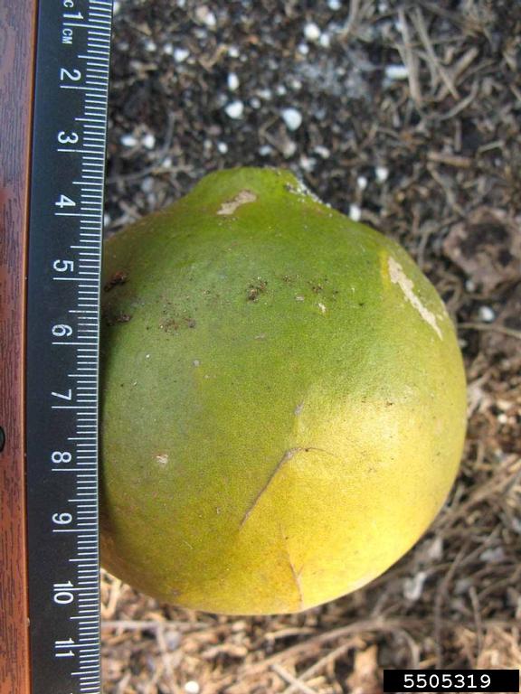 African Powder-flask (Afraegle paniculata cv. African Powder-flask)