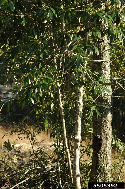 devilwood (Osmanthus americanus (L.) Benth. & Hook. f. ex Gray)