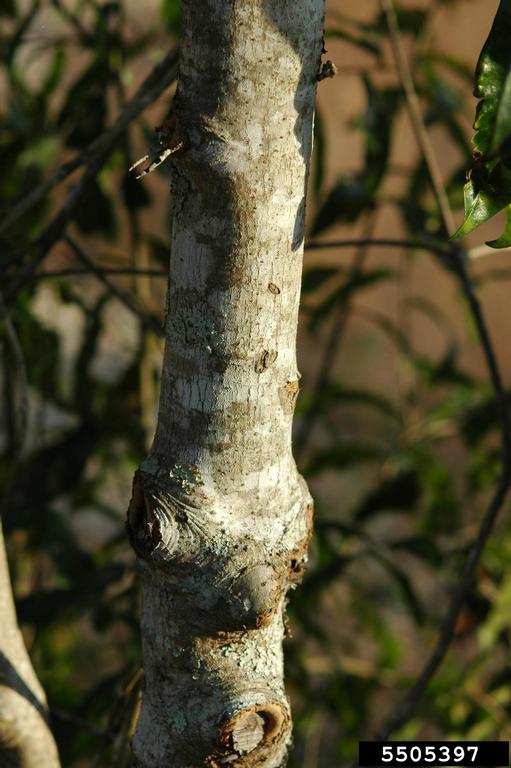 devilwood (Osmanthus americanus (L.) Benth. & Hook. f. ex Gray)