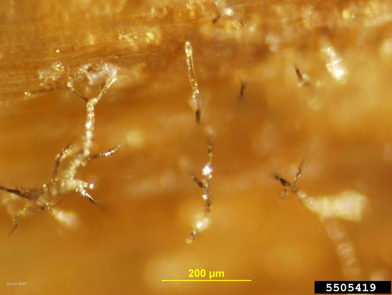 tan spot (Pyrenophora tritici-repentis)