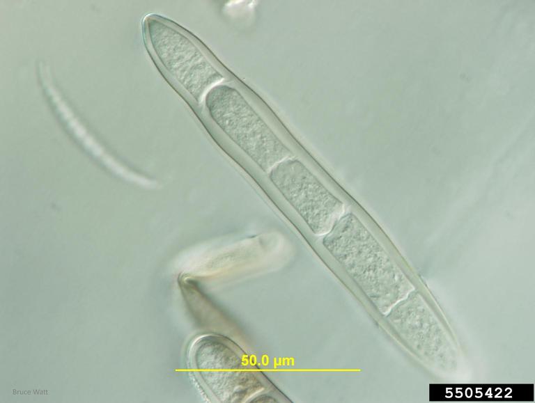 tan spot (Pyrenophora tritici-repentis)