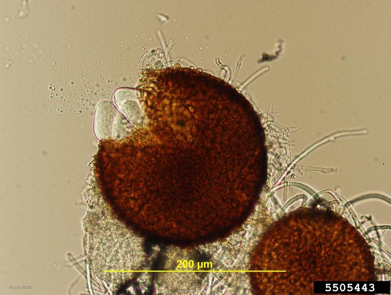 powdery mildew (Blumeria graminis (DC.) Speer)