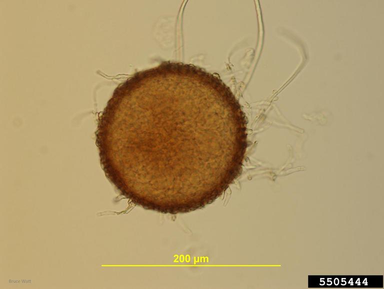 powdery mildew (Blumeria graminis (DC.) Speer)