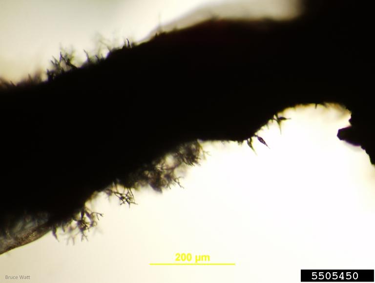 Alternaria black molds / stem cankers (Genus Alternaria Nees)