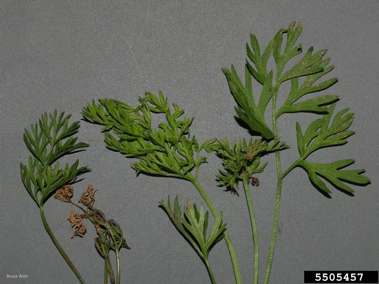 Alternaria black molds / stem cankers (Genus Alternaria Nees)