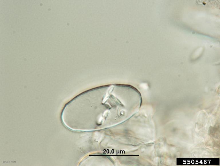 powdery mildew (Podosphaera fuliginea)