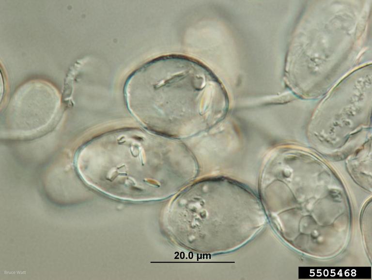 powdery mildew (Podosphaera fuliginea (Schltdl.) U. Braun & S. Takam.)