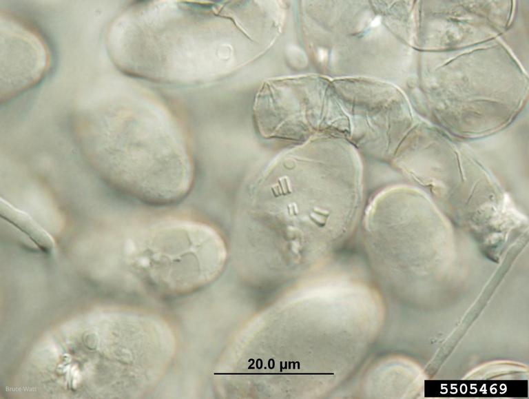 powdery mildew (Podosphaera fuliginea (Schltdl.) U. Braun & S. Takam.)
