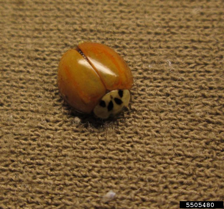 multicolored Asian lady beetle (Harmonia axyridis (Pallas, 1773))