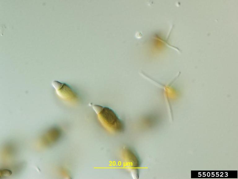 Truncatella fungi (Genus Truncatella)