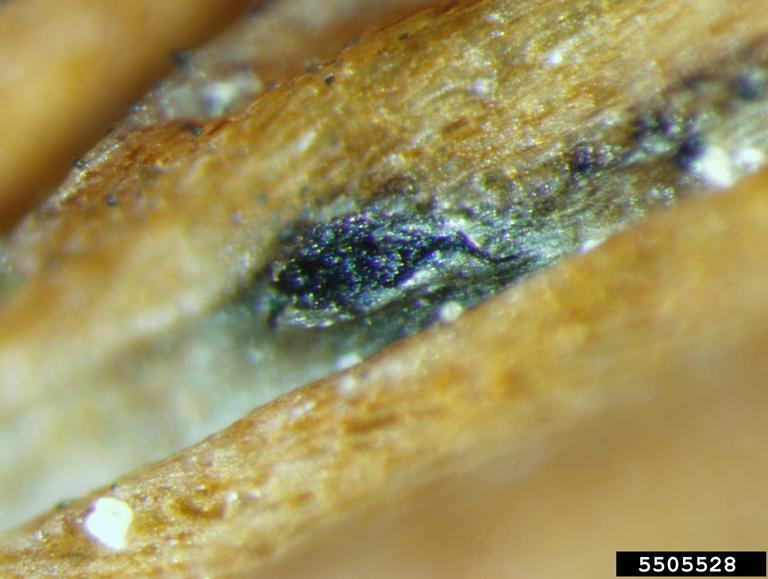 Truncatella fungi (Genus Truncatella Steyaert)