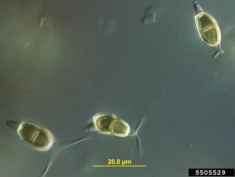 Truncatella fungi (Genus Truncatella)