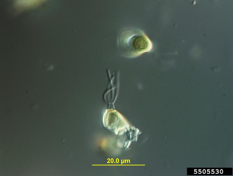 Truncatella fungi (Genus Truncatella Steyaert)