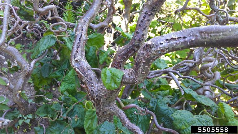 Eastern filbert blight (Anisogramma anomala (Peck) E. Müll.)