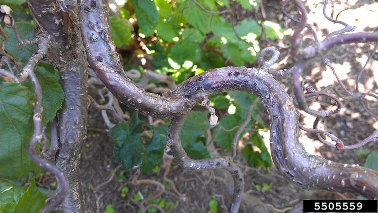 Eastern filbert blight (Anisogramma anomala)