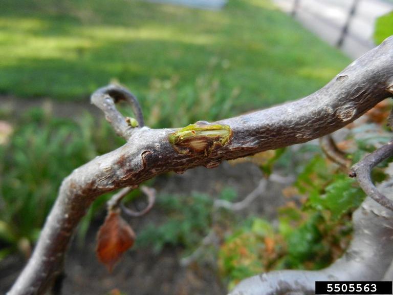 Eastern filbert blight (Anisogramma anomala (Peck) E. Müll.)