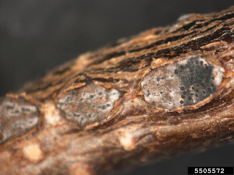 Eastern filbert blight (Anisogramma anomala ) on common filbert ...