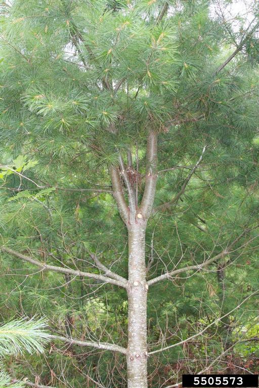 white pine weevil (Pissodes strobi (Peck, 1817))