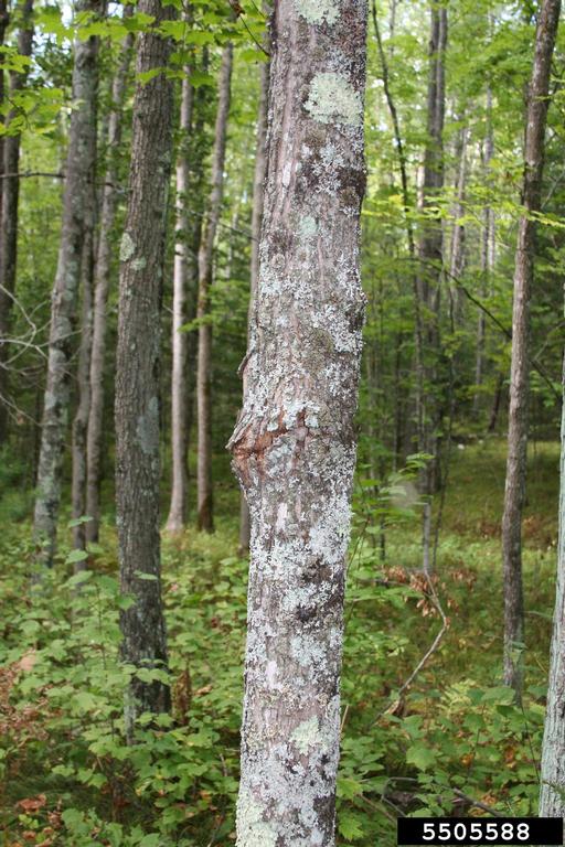 sugar maple borer (Glycobius speciosus)