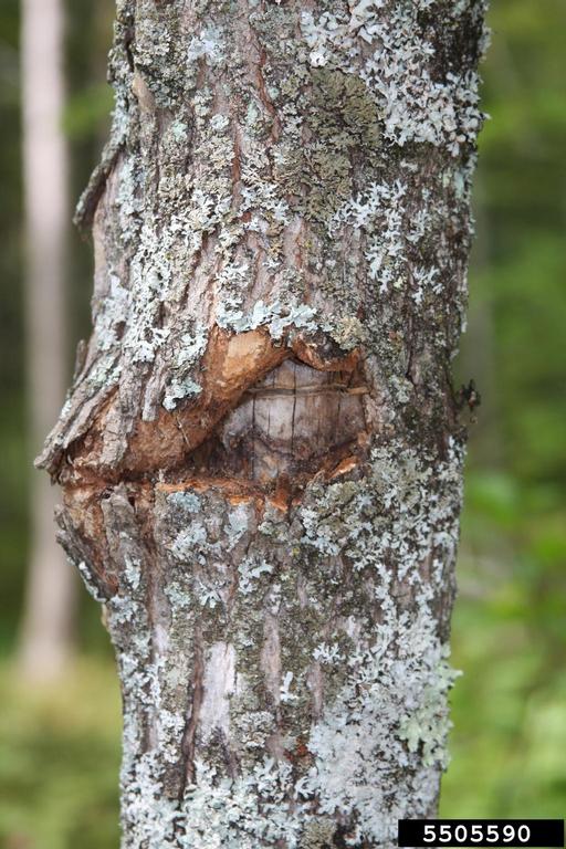 sugar maple borer (Glycobius speciosus)