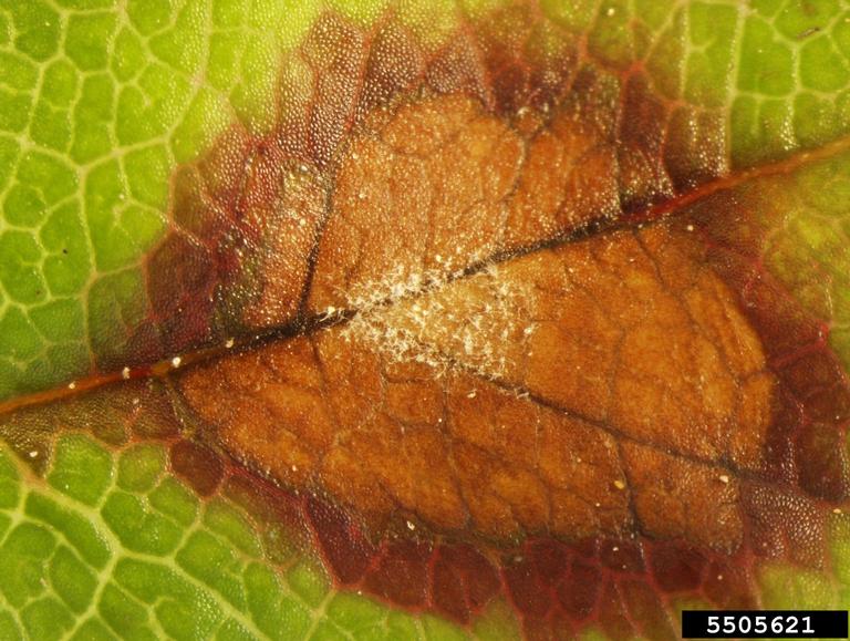 Mycosphaerella fragariae (Tul.) Lindau (Synonym for Ramularia ...