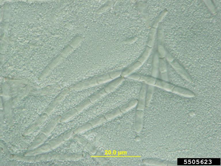 strawberry leaf spot (Mycosphaerella fragariae)