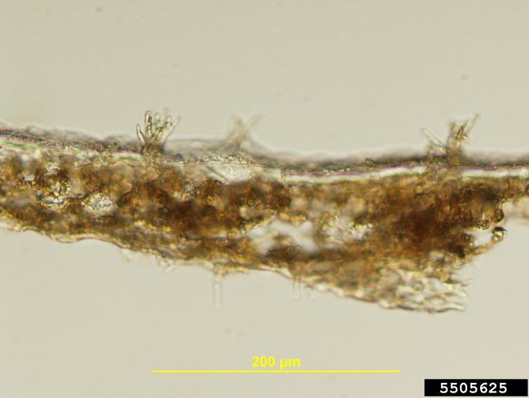 strawberry leaf spot (Mycosphaerella fragariae)