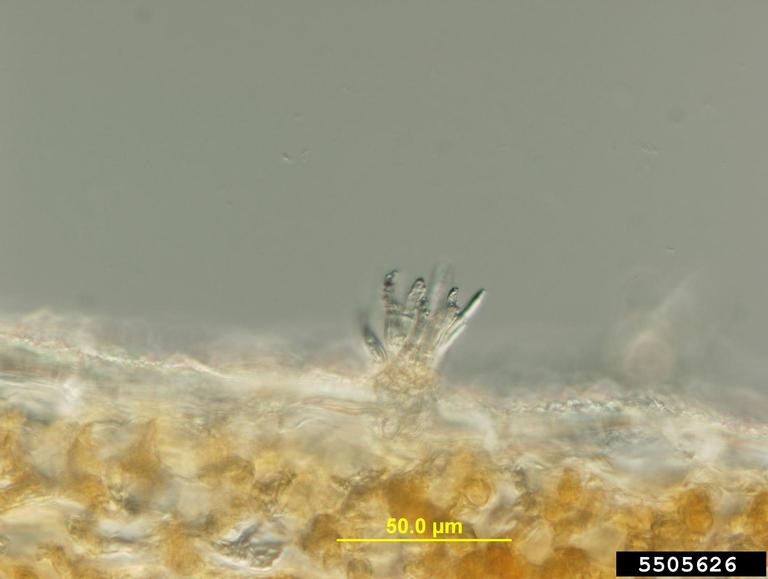 strawberry leaf spot (Mycosphaerella fragariae)