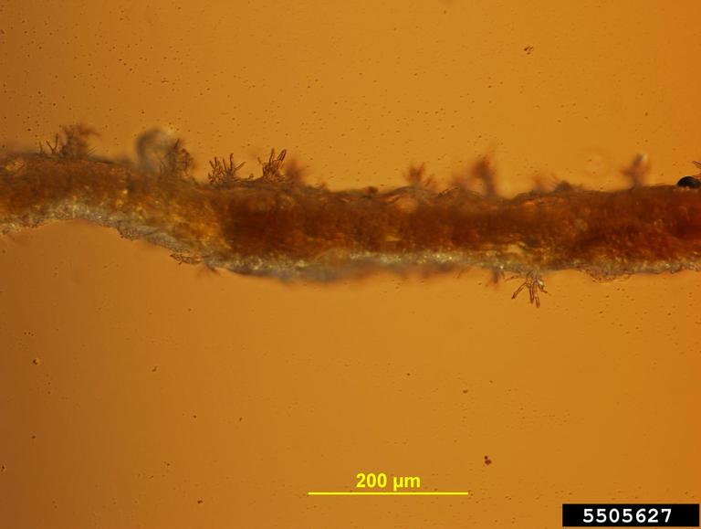 strawberry leaf spot (Mycosphaerella fragariae)