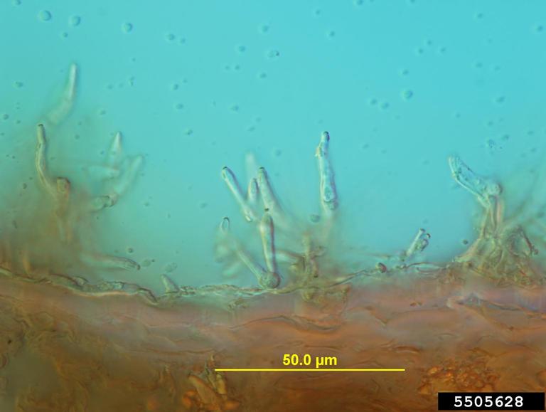 strawberry leaf spot (Mycosphaerella fragariae)