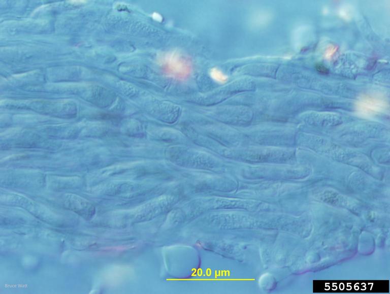 red thread (Laetisaria fuciformis (McAlpine) Burds.)