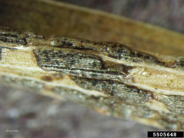 puccinia rusts (Genus Puccinia Pers.)