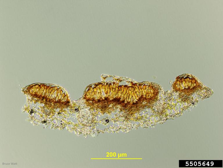 puccinia rusts (Genus Puccinia)