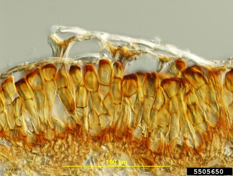puccinia rusts (Genus Puccinia)